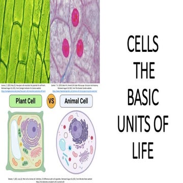Plant Vs Animal Cell Difference Between Plant Cell And