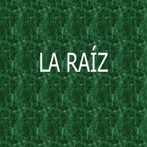 Anatomia de la raiz.pptx