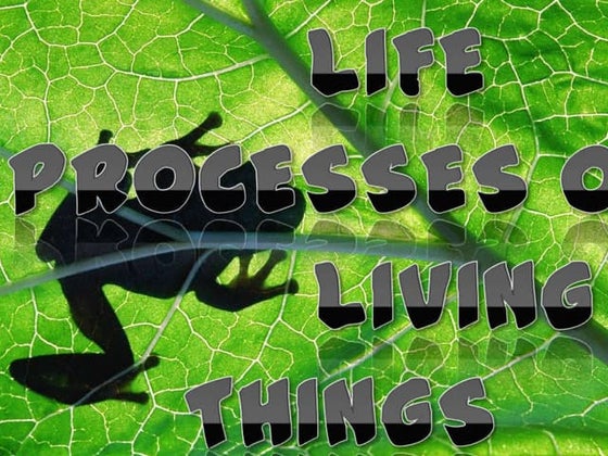 The 8 Life Processes & Homeostasis - Living Environment/Biology | PPTX