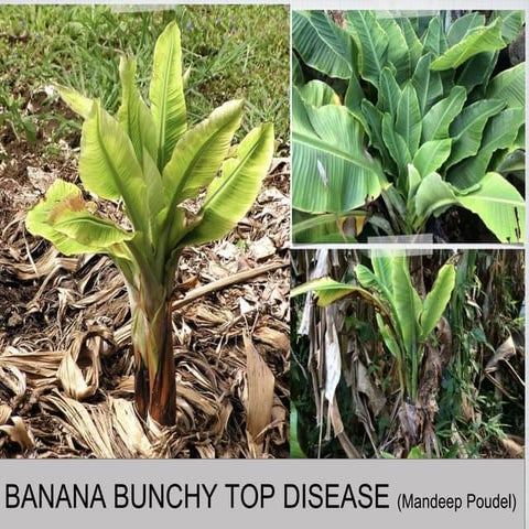Banana Bunchy Top Disease | PPTX