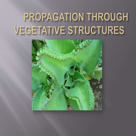 PROPAGATION BY SPECIALIZED VEGETATIVE STRUCTURE.pptx