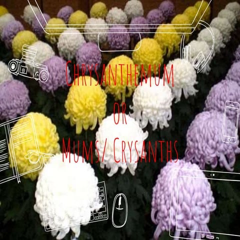 Chrysanthemum | PPTX