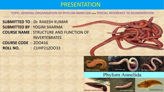 Dentition in Mammals | PPT