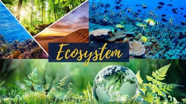 Ch 14 - Ecosystem || Class 12 || | PPTX