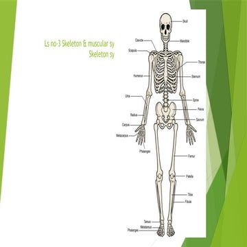 skeleton ppt for the beginner for education | PPTX