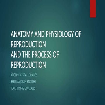 Ppt Anatomy And Physiology Of Reproduction And The Process Of