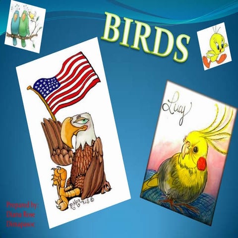 birds | PPT