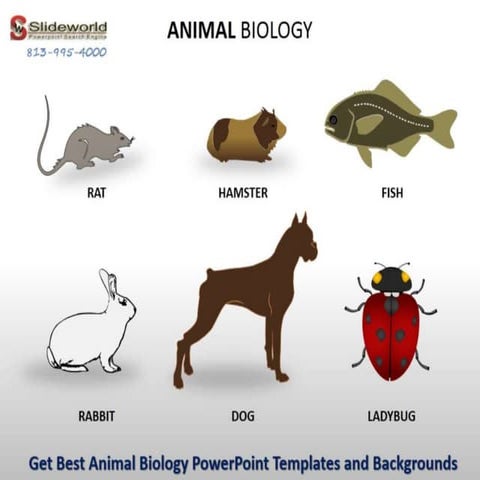 get best animal biology power point templates and backgrounds | PPT