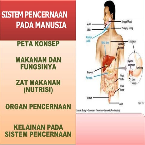 ppt-kd-37-kelas-xi-sistem-pencernaan.pptx