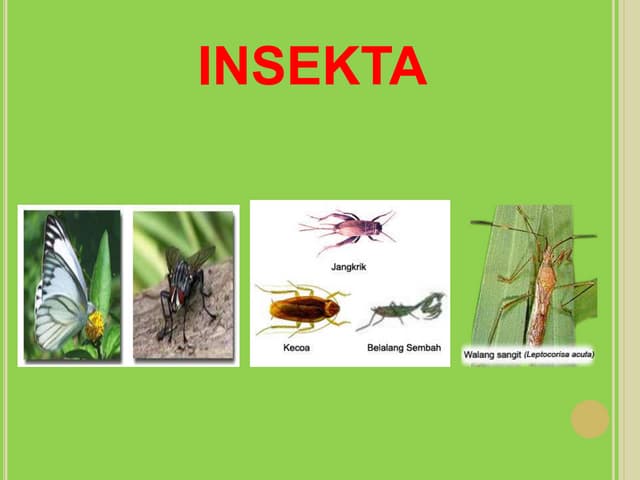 Anatomi internal serangga | PPT