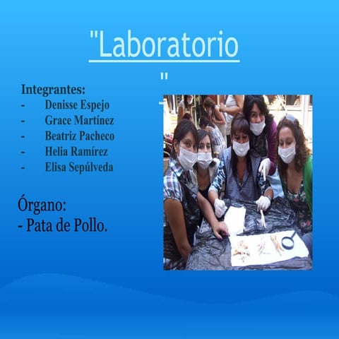 Anatomía de los pollos | DOC