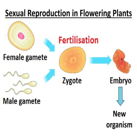 PPT- SEXUAL REPRODUCTION IN PLANTs and human | PDF