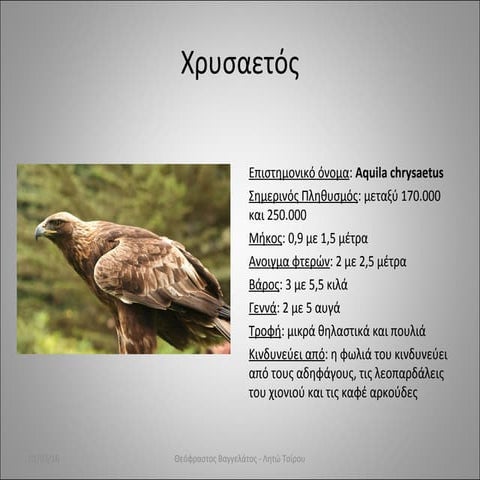 Χρυσαετός - Λευκός καρχαρίας | PPT