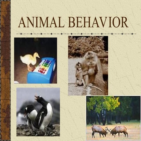 PPT 1 ANIMAL BEHAVIOR PPT LM 605.ppresent | PPT