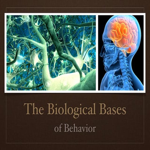 Ch. 3: Biopsychology | KEY