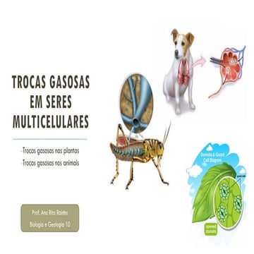 Trocas em seres multicelulares - powerpoint biologia | PDF