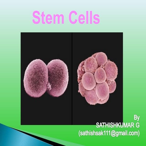 STEM CELL | PPT