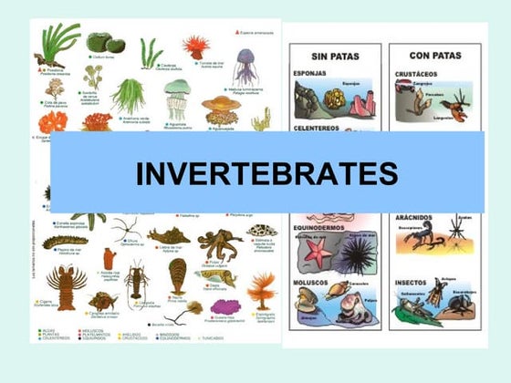 Invertebrates class ppt | PPT
