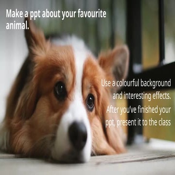 Passion Project Introduction-PPT about your favourite animal..pptx