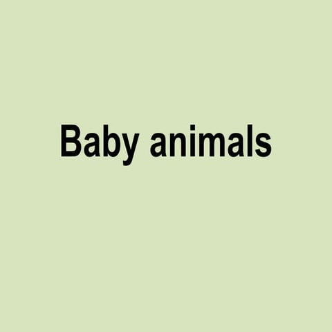 P pt baby animals blog | PPT