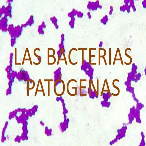 PPT bacterias patogenas.ppt