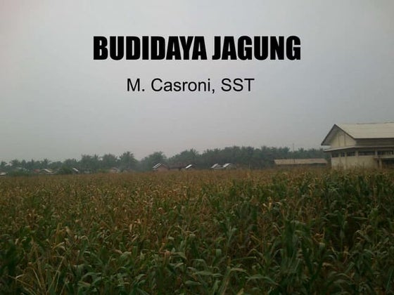 Folder Jagung 2021.pdf