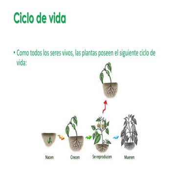 PPT_Ciclo_de_vida_de_las_plantas.pdf