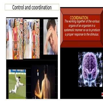 ppt control and corordination.pptx