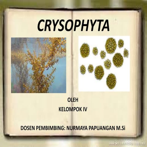 Ppt crysophyta kel.4 (bio protista) | PPT