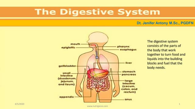 Digestive system - CLASS V | PPTX