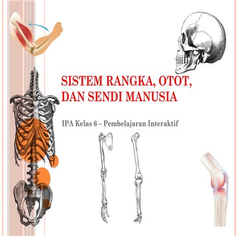 PPT SISTEM RANGKA, OTOT, DAN SENDI PADA MANUSIA | PPTX