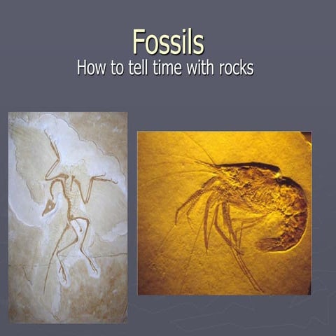 PPT Fossils.ppt