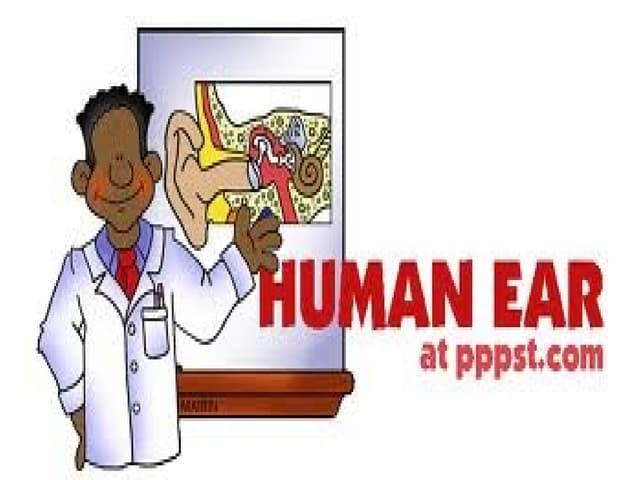 Science 3 parts of the ear | PPTX