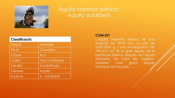 Llargandaix pirinenc | PPTX