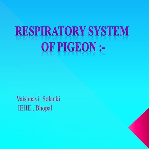 Respiratory system of pigeon | PPTX