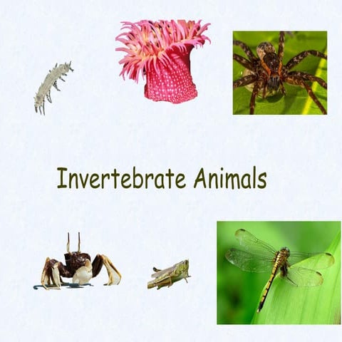 INVERTEBRATE ANIMALS | PPT