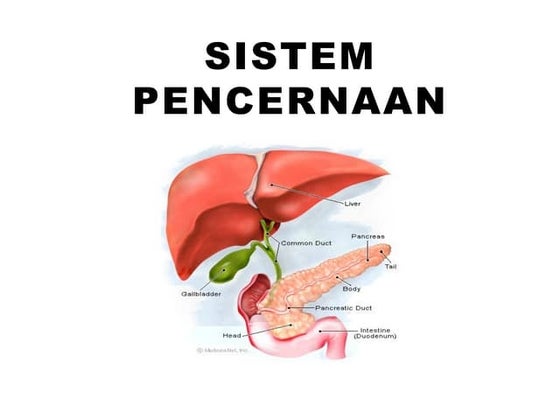 Sistem pencernaan-1 untuk kelas 5 SD | PPT