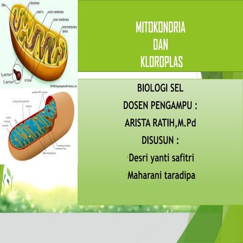 ppt mitokondria &kloroplas (fitri & diva) biologi sel fiks.pptx
