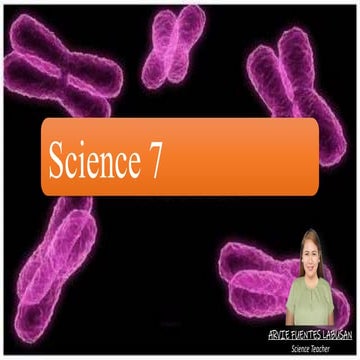 Ppt Mitosis In Science 7 Class How Pptx