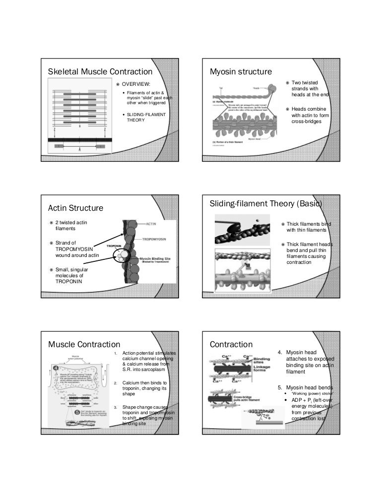 Ppt notes muscle contraction