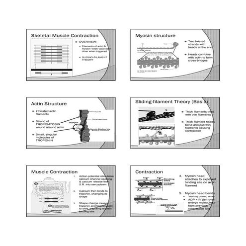 Ppt notes muscle contraction | PDF