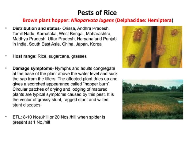 Insect pest of rice | PPTX