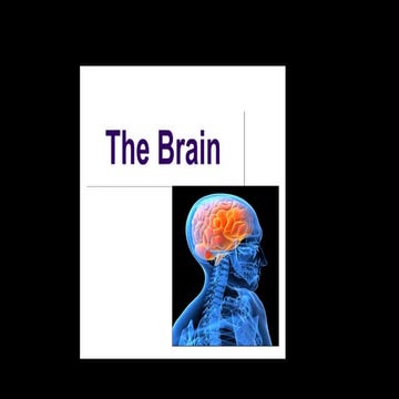 PPT ON BRAIN functions and its parts in detail | PPTX