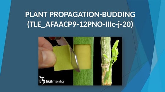 TYPES OF BUDDING | PPTX