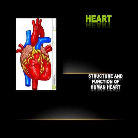ppt on heart | PPTX
