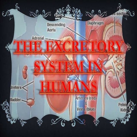 HUMAN EXCRETORY SYSTEM- PPT | PPT