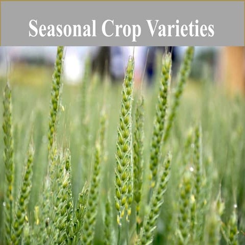 Seasonal Crop Varieties.pptx
