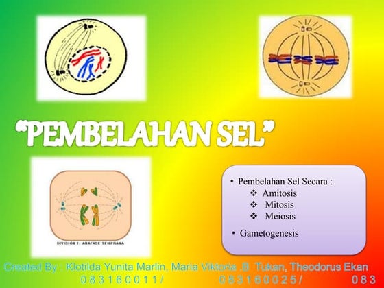 Gambar dan tahap pembelahan sel | DOCX