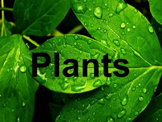 All about plants | PPTX
