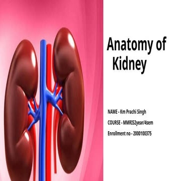 Kidney Anatomy PPT – Easy and Simple Explanation | PPTX